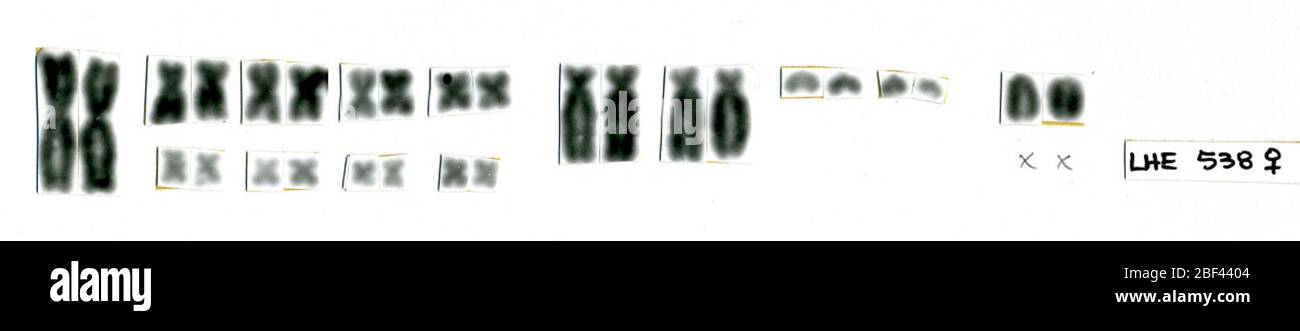 Proechimys cuvieri. 21 Nov 20191 Stock Photo - Alamy