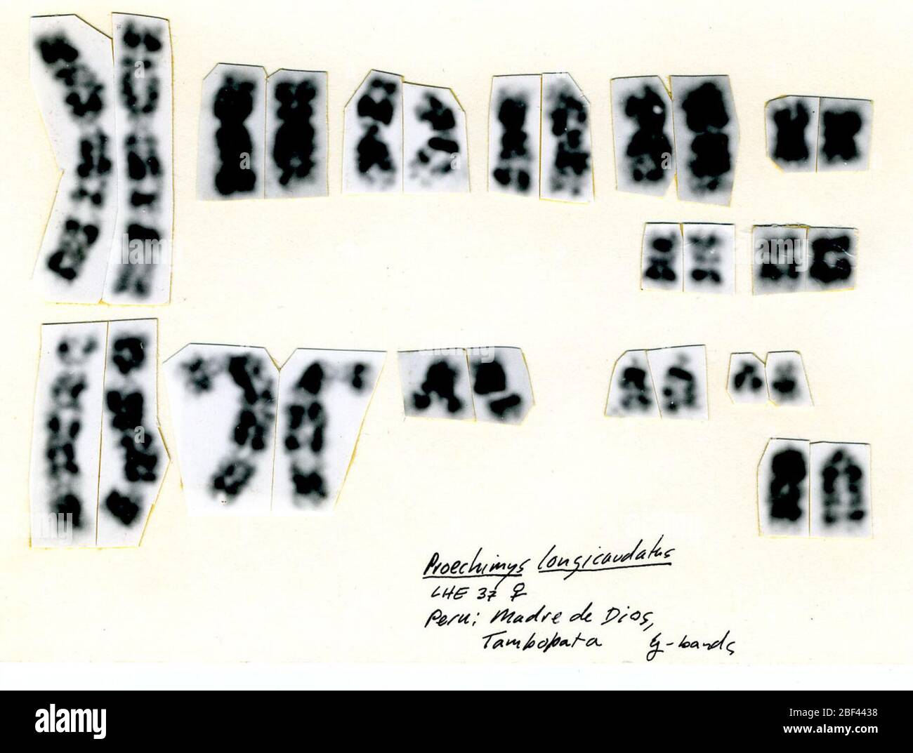 Proechimys brevicauda. 3 Dec 20191 Stock Photo - Alamy