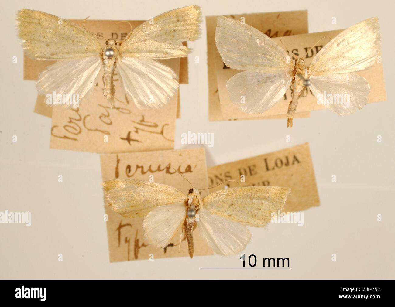 Perusia hi-res stock photography and images - Alamy