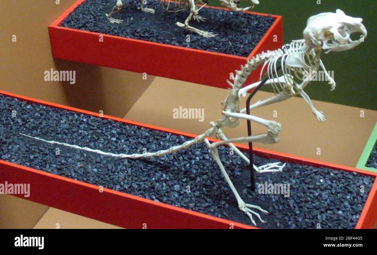 Jaculus not snake hi-res stock photography and images - Alamy