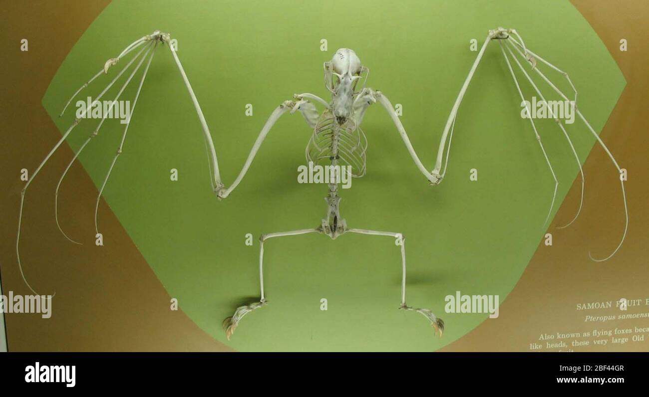 Samoensis hi-res stock photography and images - Alamy