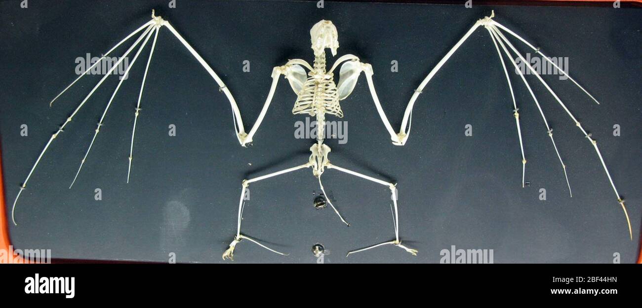 Mormoops hi-res stock photography and images - Alamy