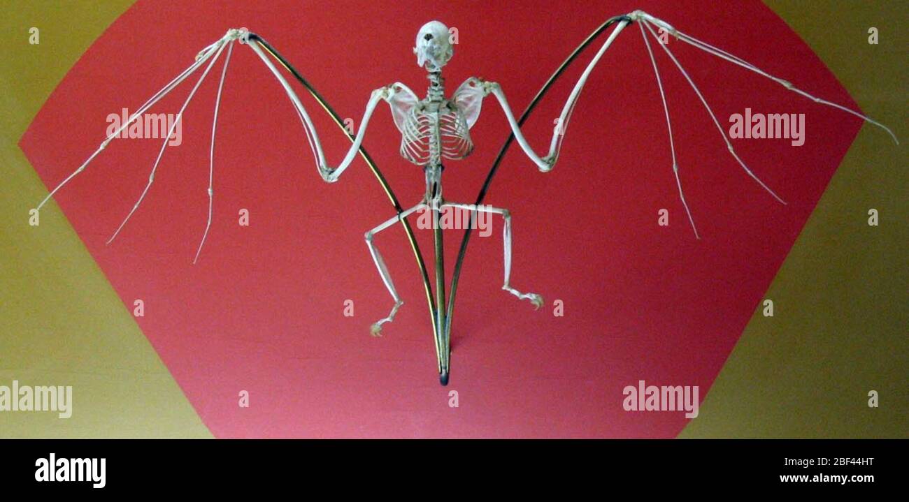 Desmodus hi-res stock photography and images - Alamy