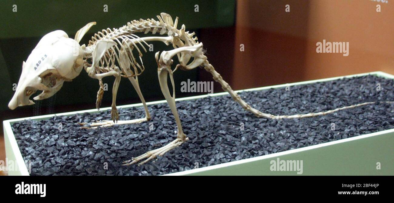 Dipodomys hi-res stock photography and images - Alamy