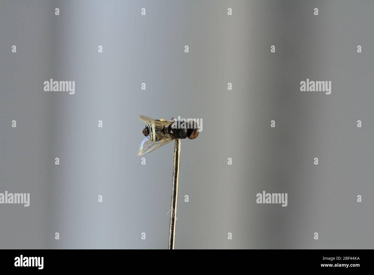 Scenopinus hi-res stock photography and images - Alamy
