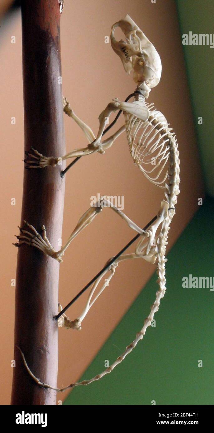 Graphiurus nagtglasii. 21 Aug 20141 Stock Photo - Alamy