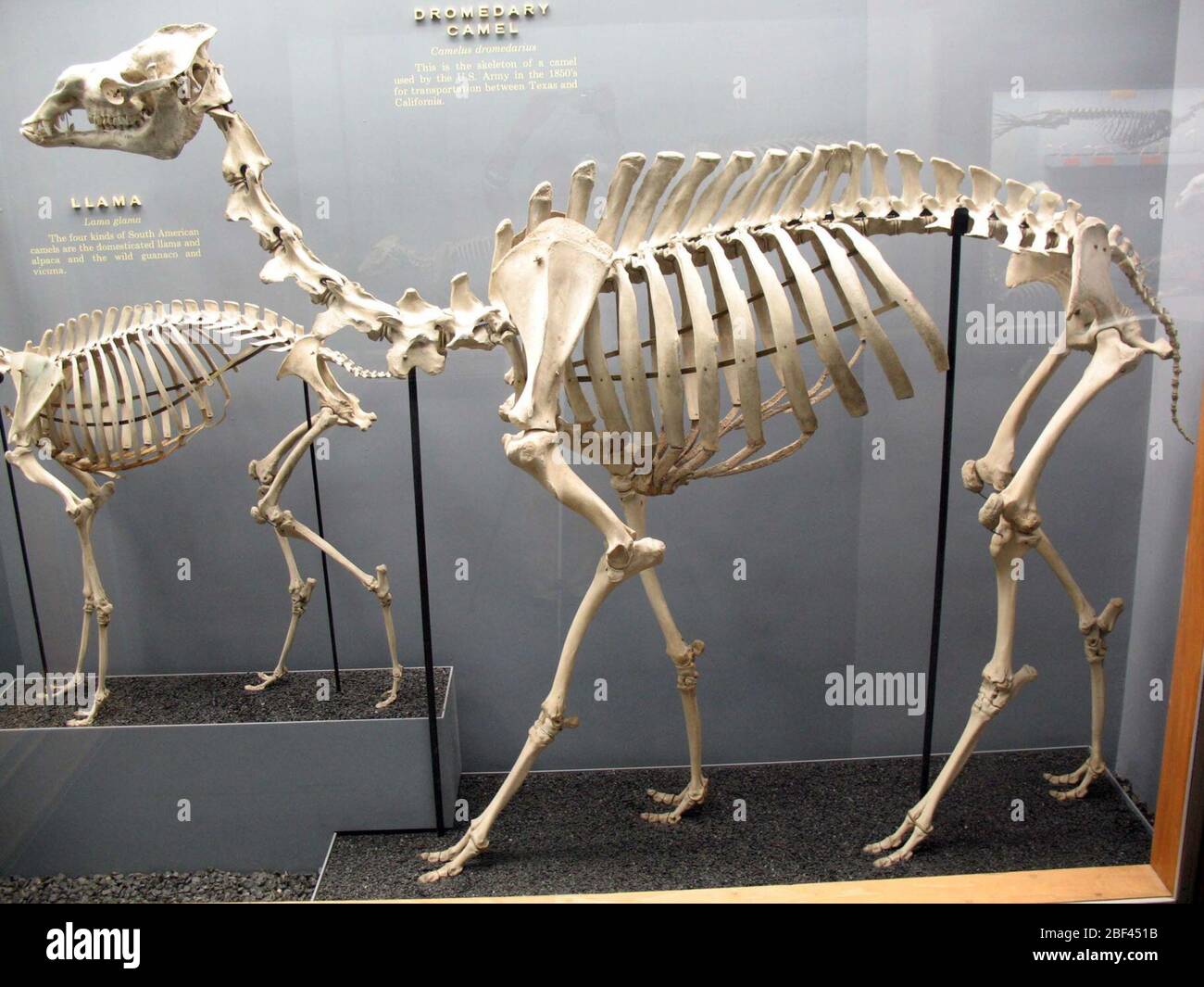 Camelus dromedarius. This specimen was part of the U. S. Camel Corps ...