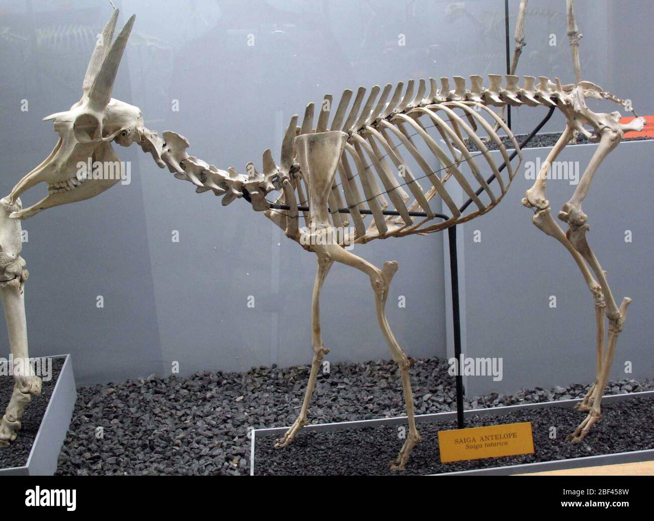 Saiga tatarica tatarica hi-res stock photography and images - Alamy