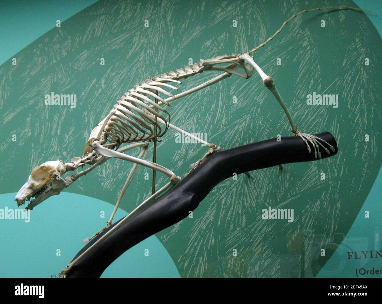 Galeopterus variegatus hi-res stock photography and images - Alamy