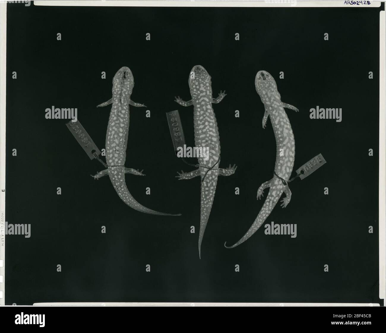 Pseudotriton ruber ruber hi-res stock photography and images - Alamy