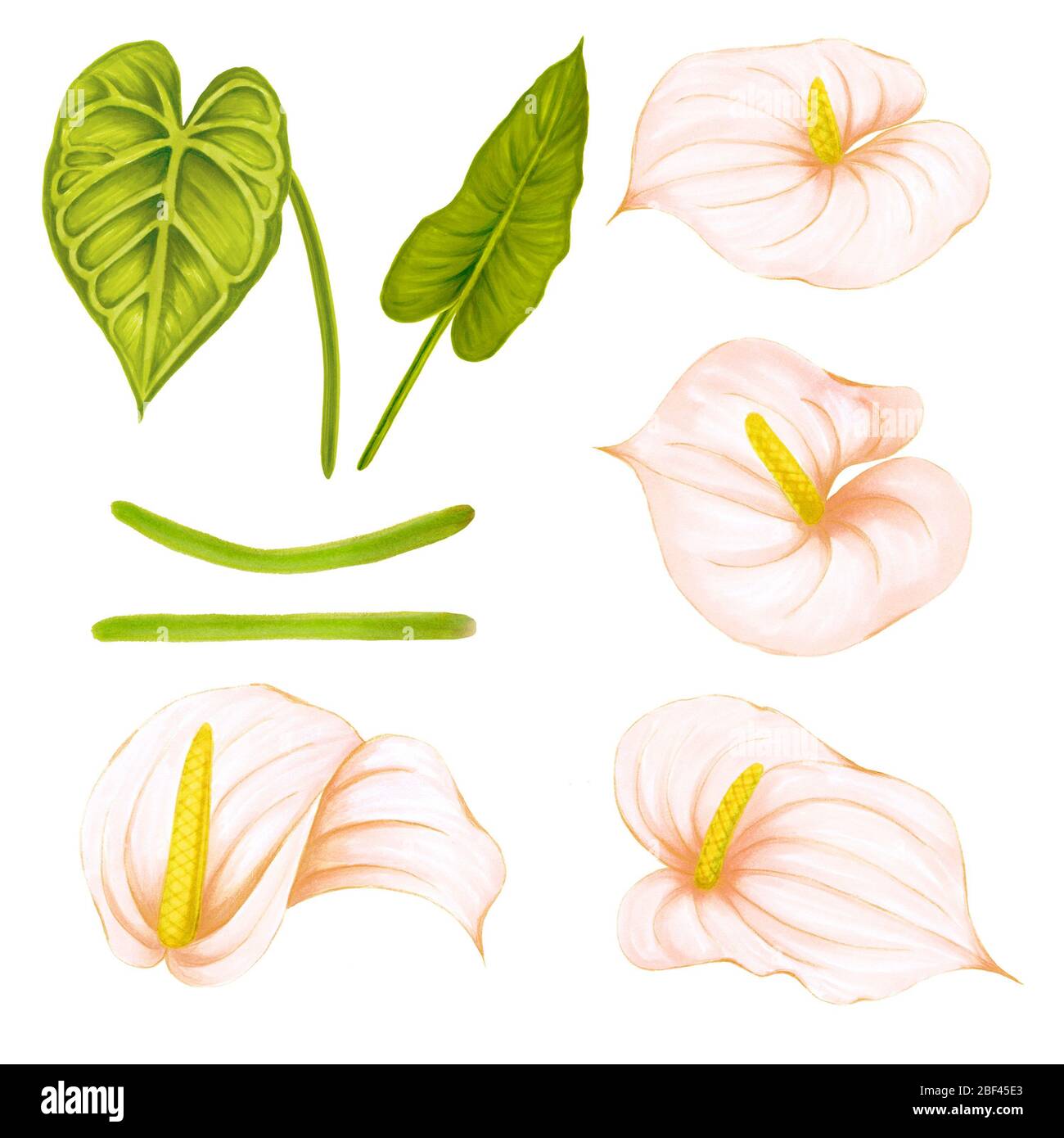 Pink hand drawn set Cut Out Stock Images & Pictures - Alamy