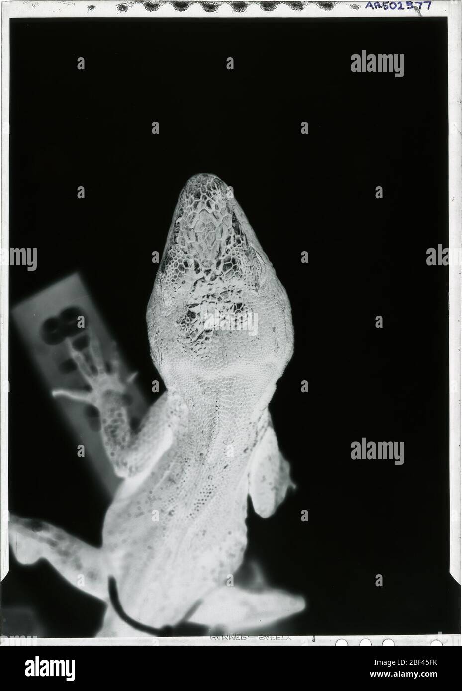 Shrevei hi-res stock photography and images - Alamy