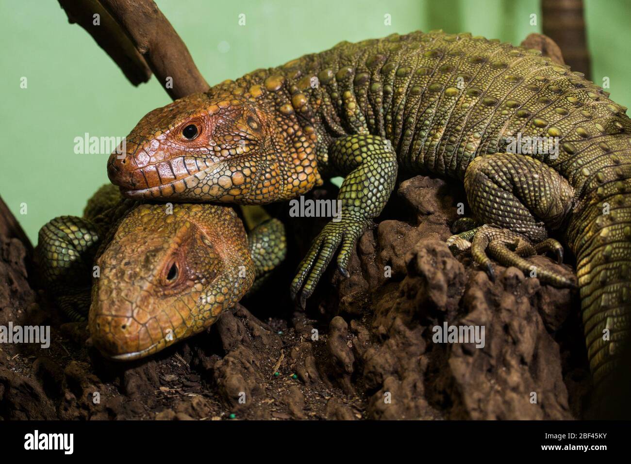 Family teiidae hi-res stock photography and images - Alamy