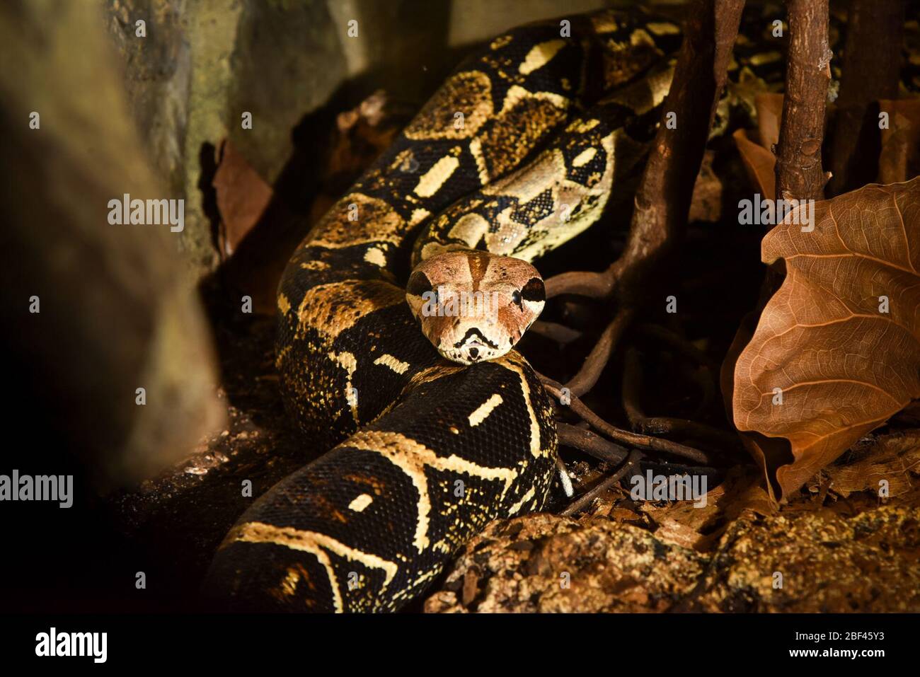 Redtailed Boa. Kingdom: Animalia,Phylum: Chordata,Class: Reptilia,Order ...