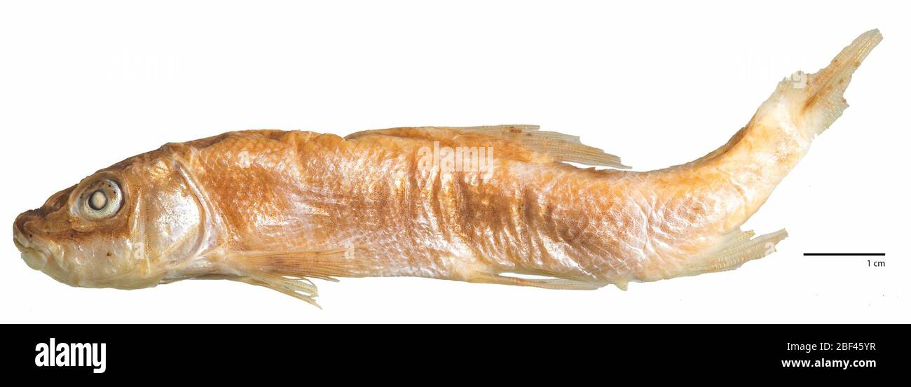 Catostomus utawana Mather. Out of 33919. =commersoni. Originally ...