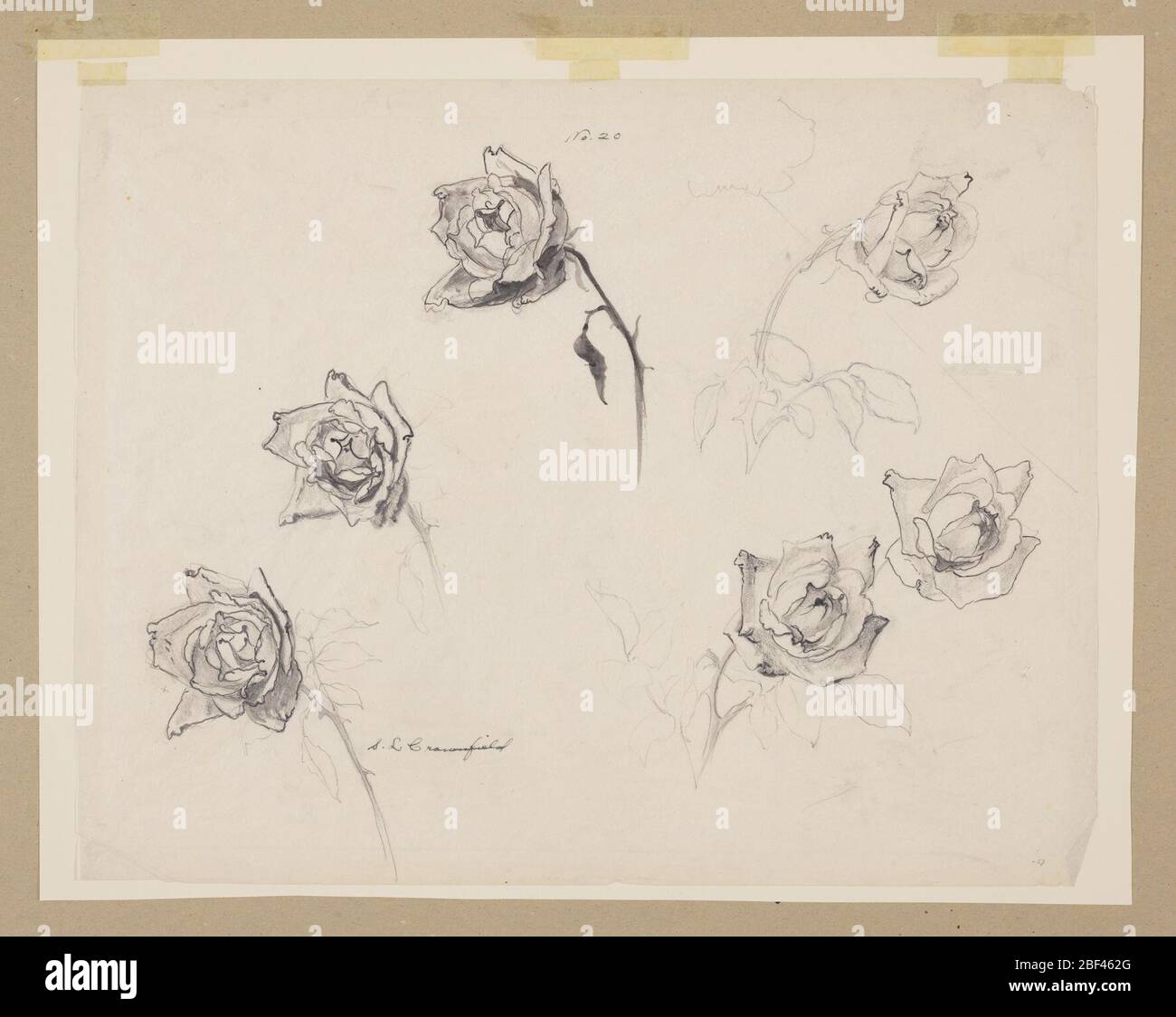 Study of Roses. Horizontal sheet with six studies of roses depicted ...