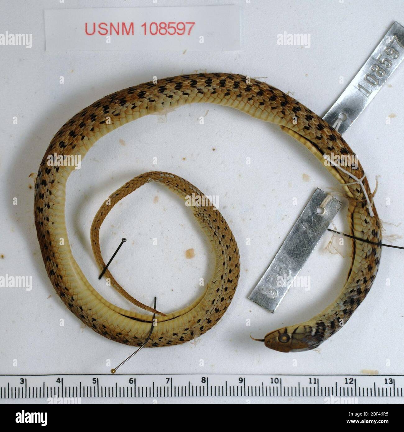 Thamnophis marcianus hi-res stock photography and images - Alamy