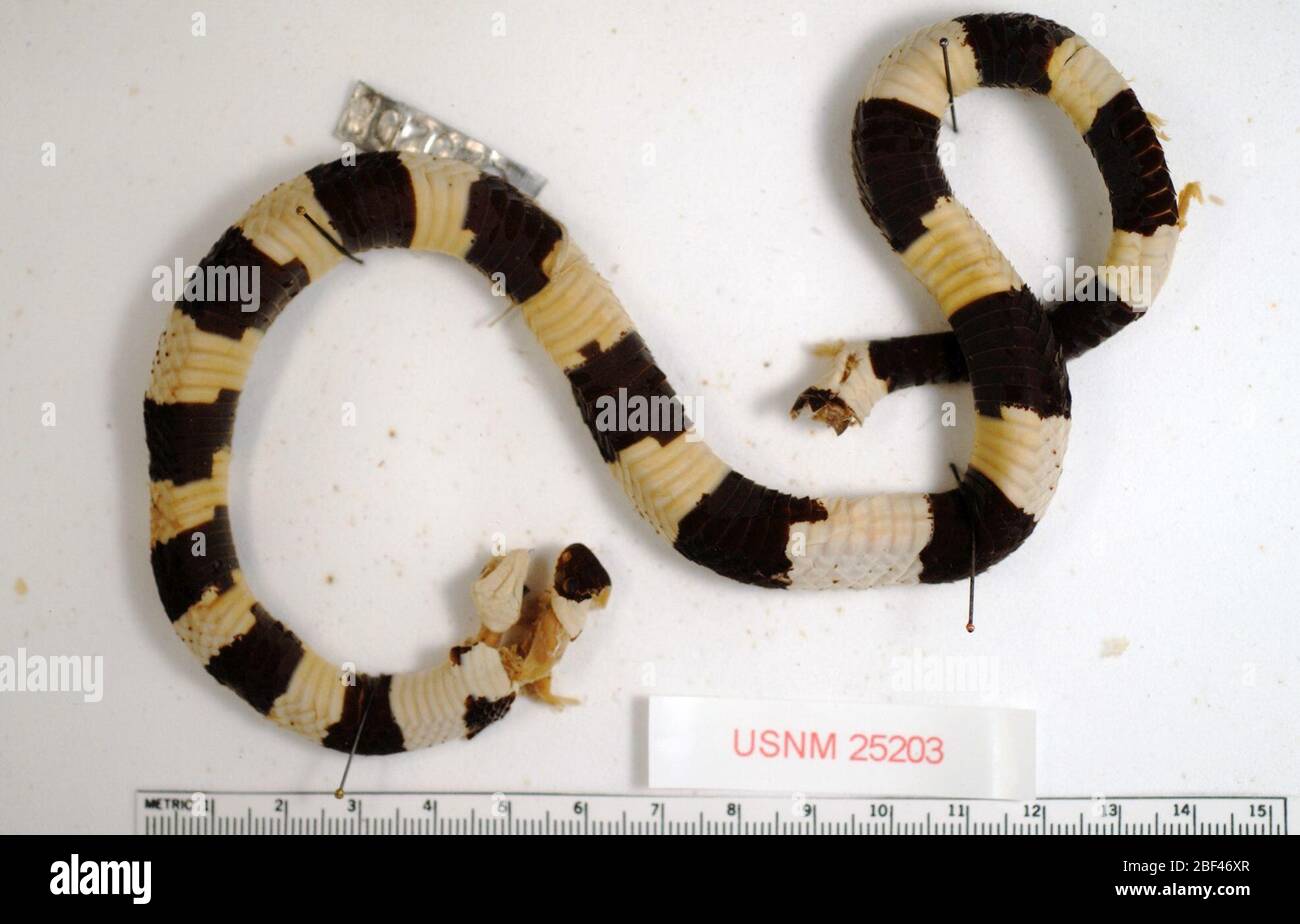 Ventral scales snake hi-res stock photography and images - Alamy