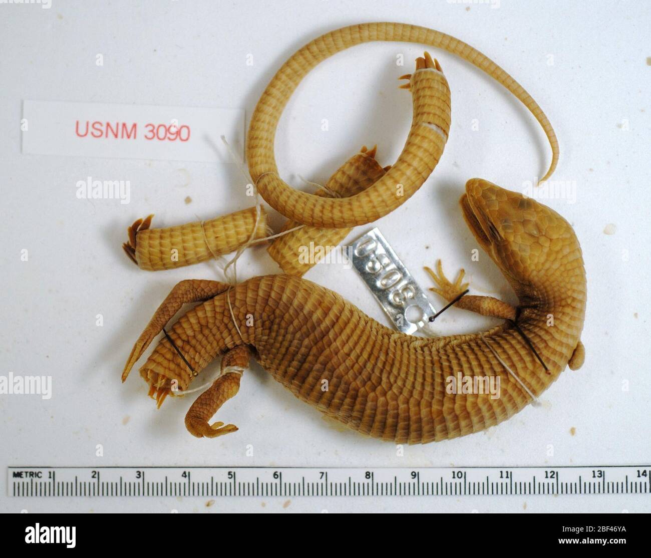 Gerrhonotus High Resolution Stock Photography and Images - Alamy