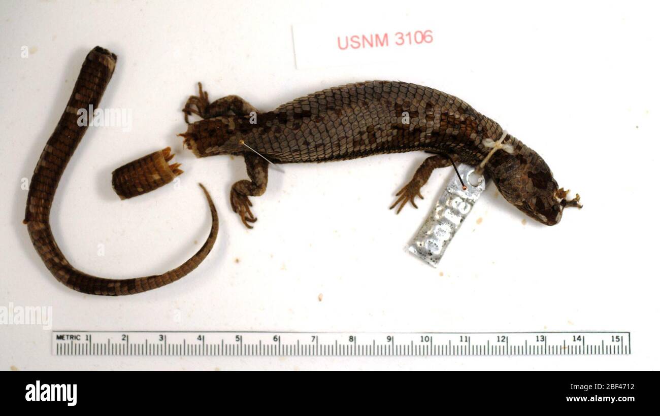 Elgaria coerulea hi-res stock photography and images - Alamy