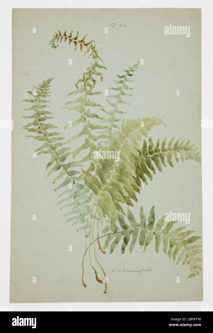 Study of Fern. Vertical sheet depicting six fronds of Boston or ...