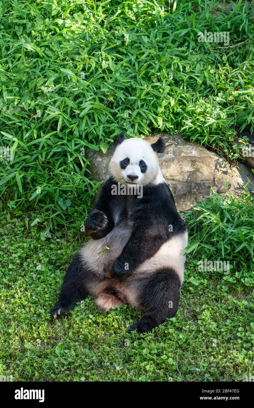 Giant Panda. Mei Xiang,Species: melanoleuca,Genus: Ailuropoda,Family ...