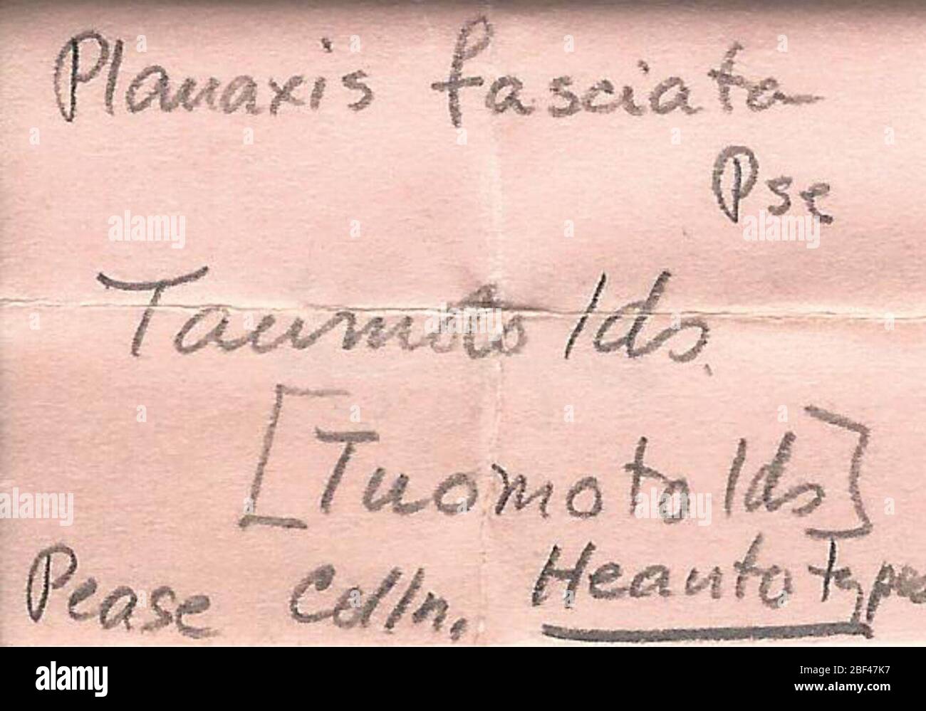 Angiola fasciata. 17 Aug 201816 Stock Photo - Alamy