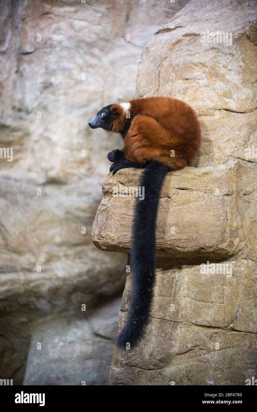 Red Ruffed Lemur. SMH,Small Mammal House,Species: rubra,Genus: Varecia ...