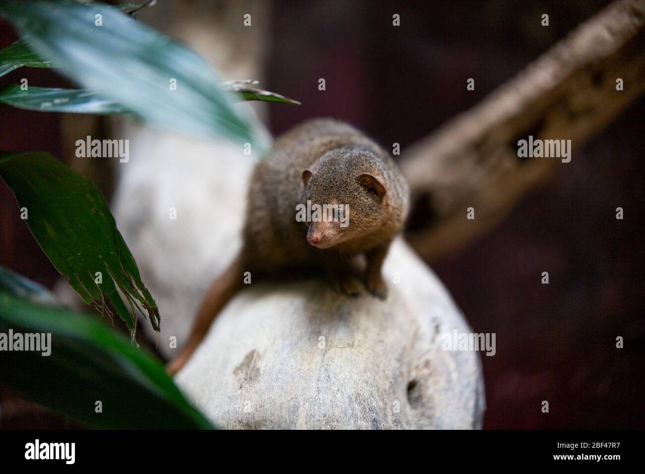 Dwarf Mongoose. Dwarf Mongoose,SMH,Small Mammal House,Species: parvula ...