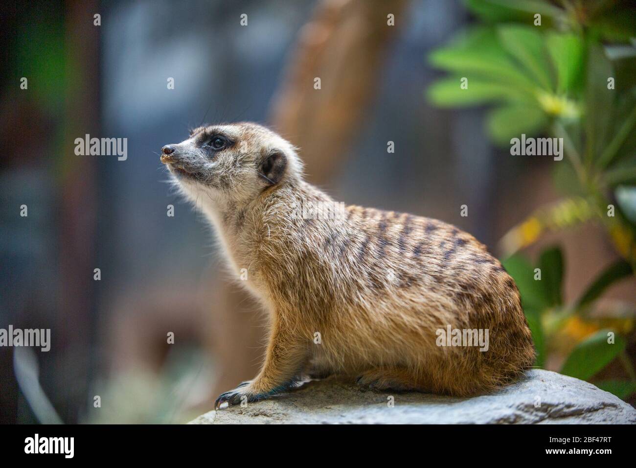 Slendertailed Meerkat. SMH,Small Mammal House,Species: suricatta,Genus ...