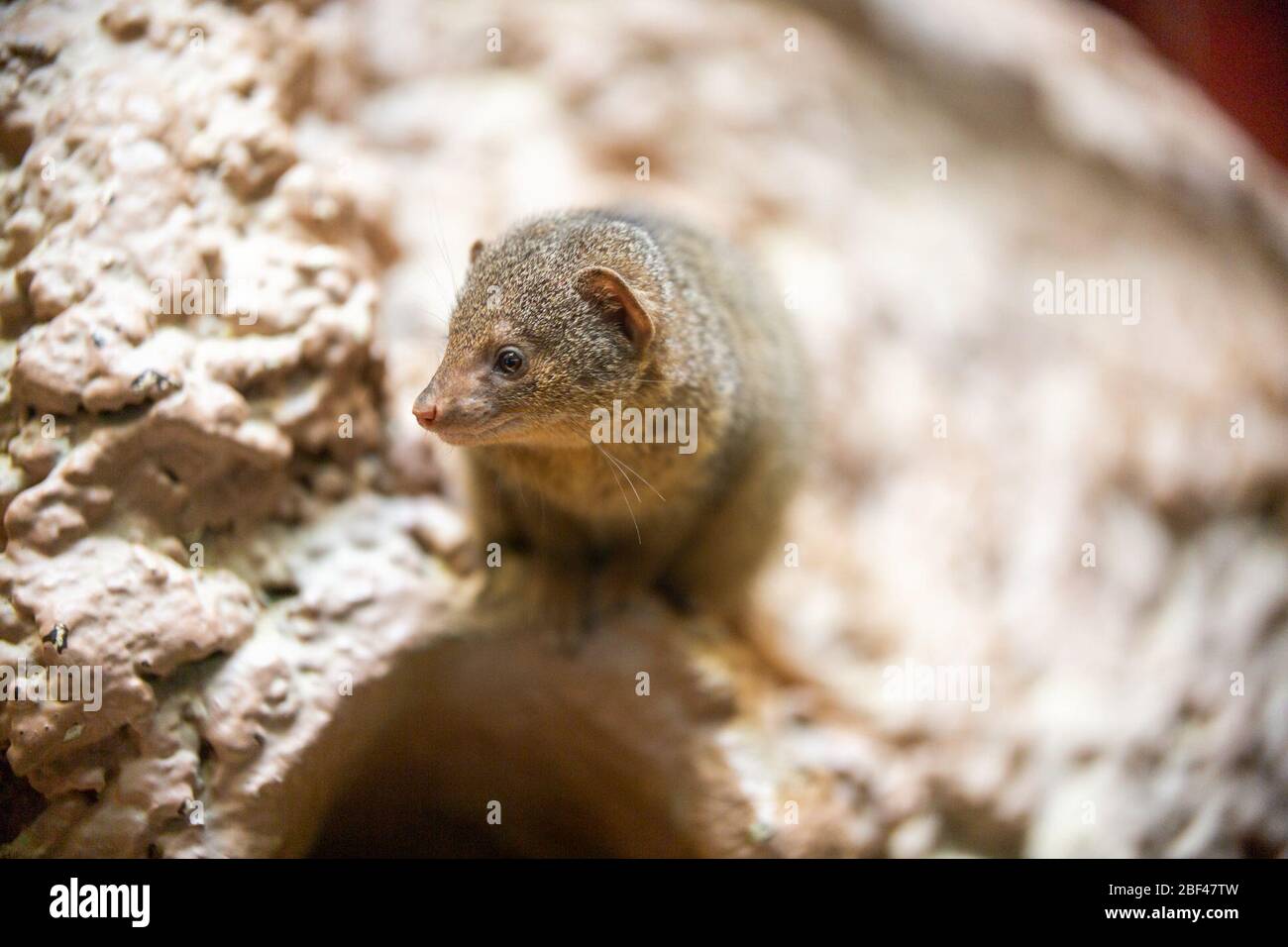 Dwarf Mongoose. Dwarf Mongoose,SMH,Small Mammal House,Species: parvula ...