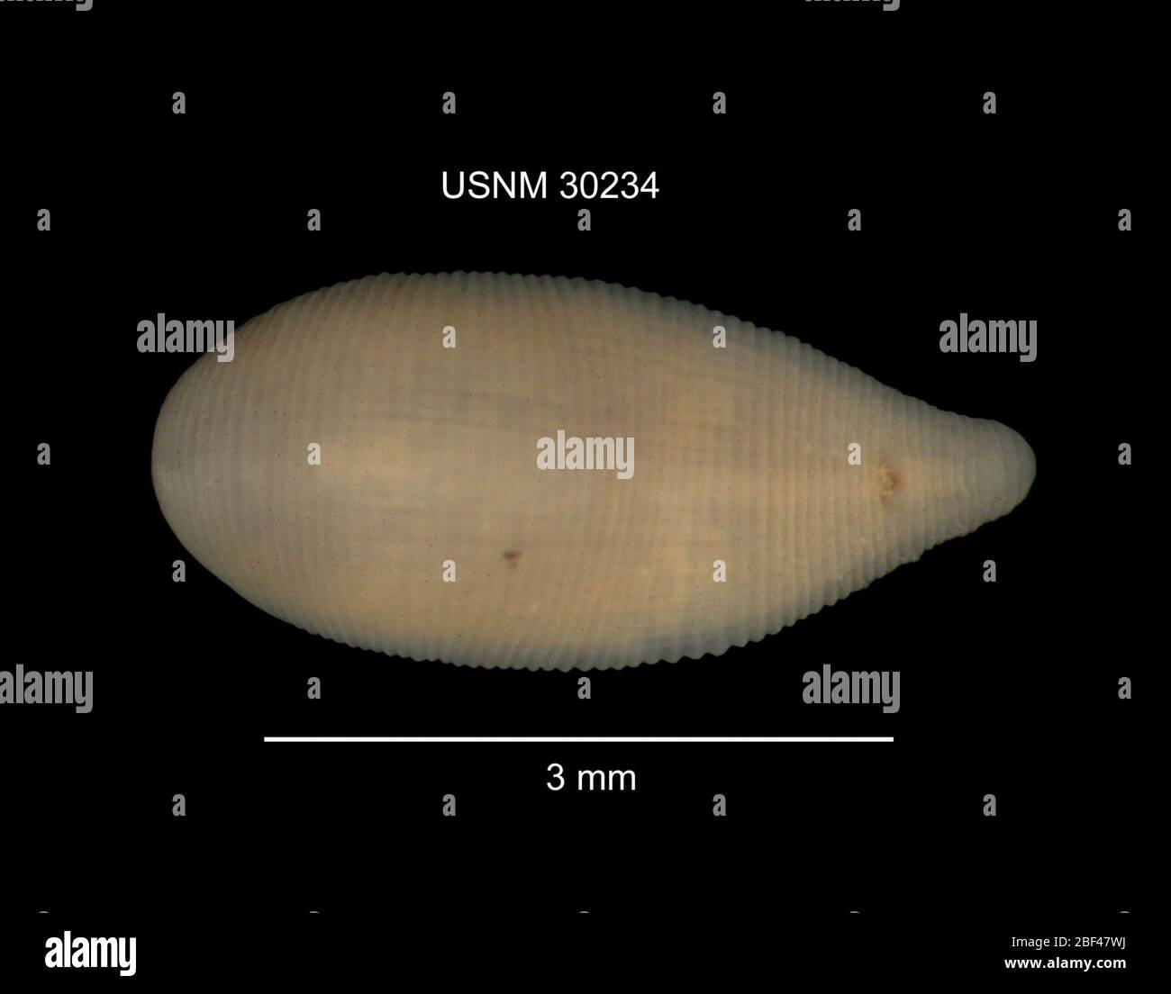 Helobdella stagnalis hi-res stock photography and images - Alamy