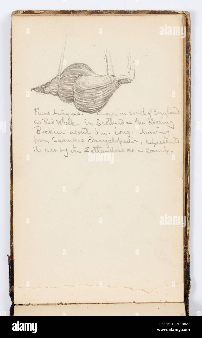 Sketchbook Page Red Whelk. Drawing from an encyclopedia. Sketch of ...