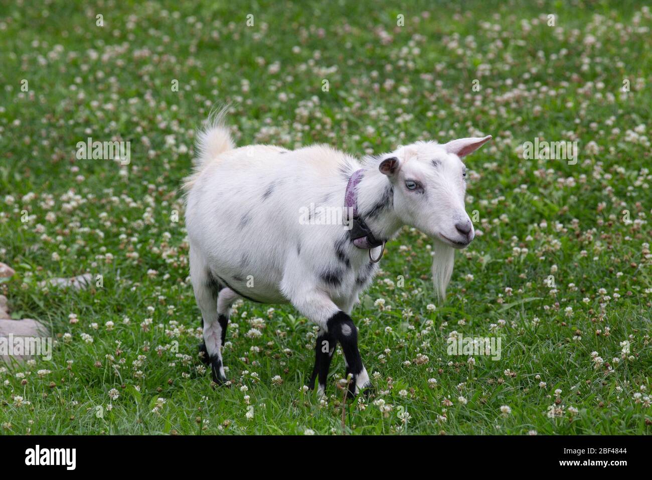 Artiodactyla dwarf goat hi-res stock photography and images - Alamy