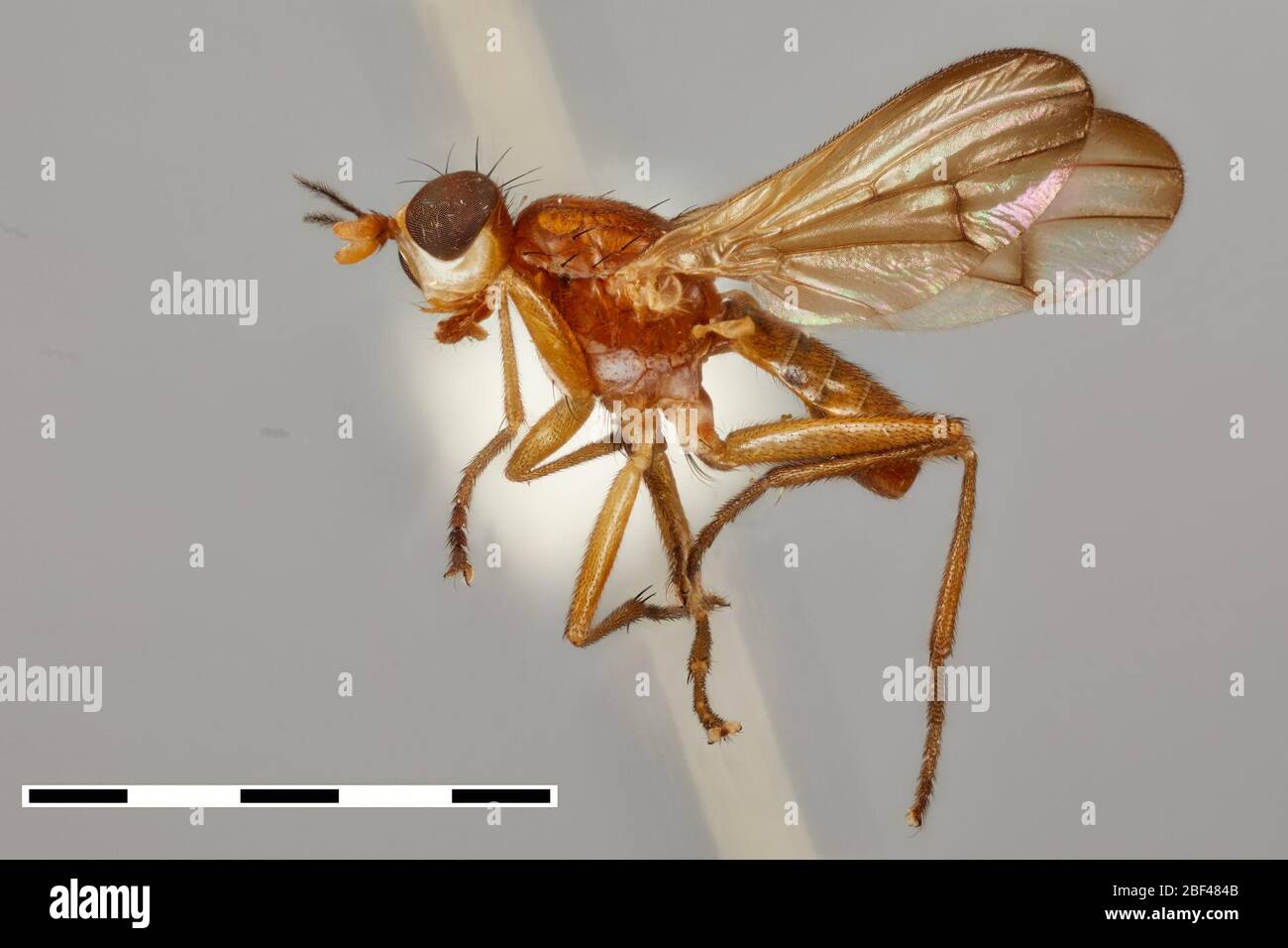 Cressoni hi-res stock photography and images - Alamy