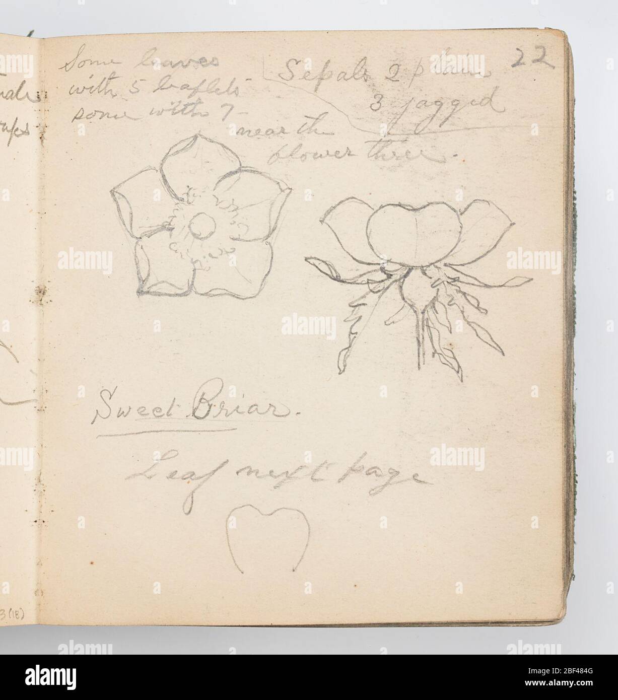 Sketchbook Page Sweet Briar. Recto: Sketches of flower from above ...