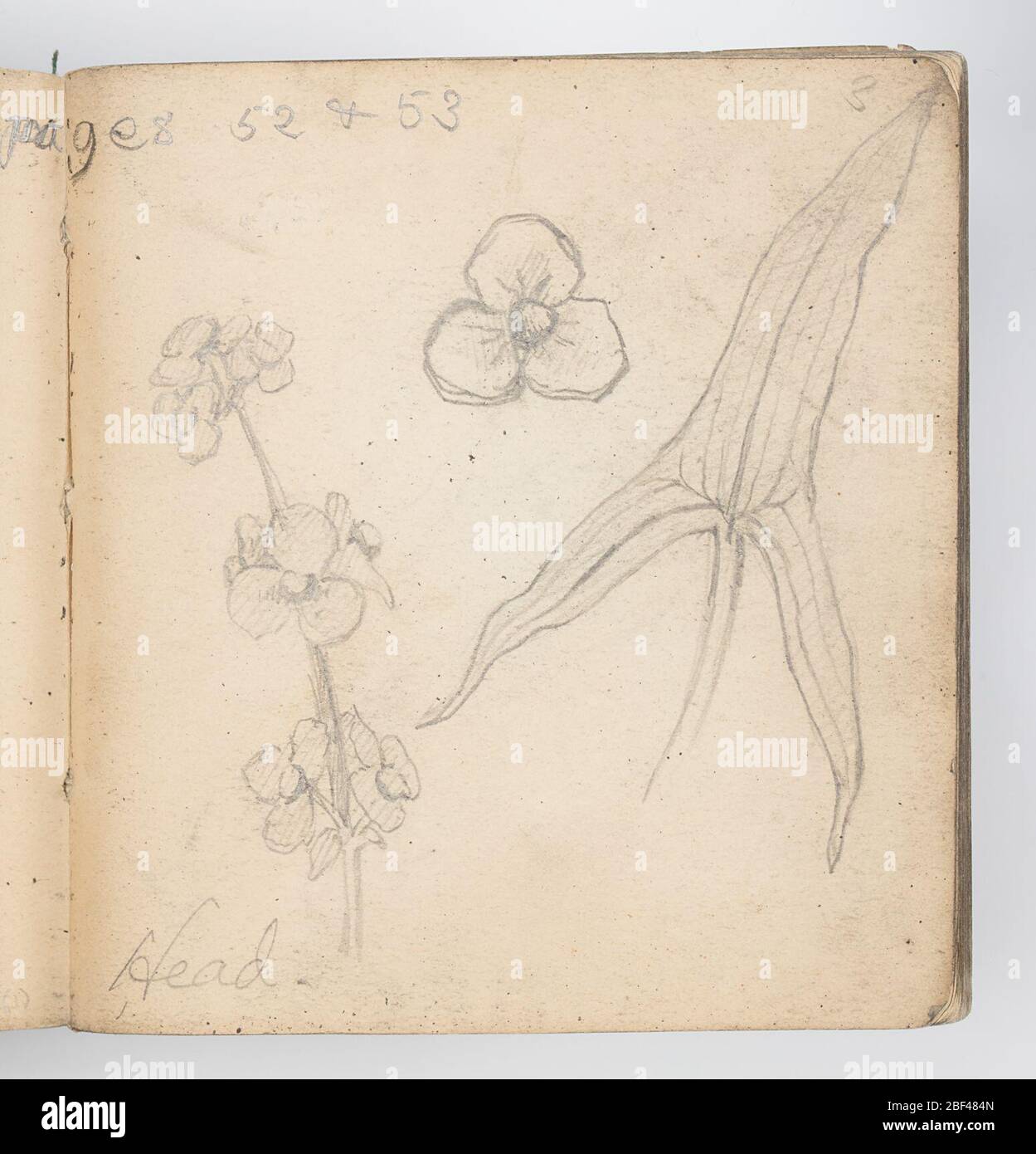 Arrow shaped leaf hi-res stock photography and images - Alamy