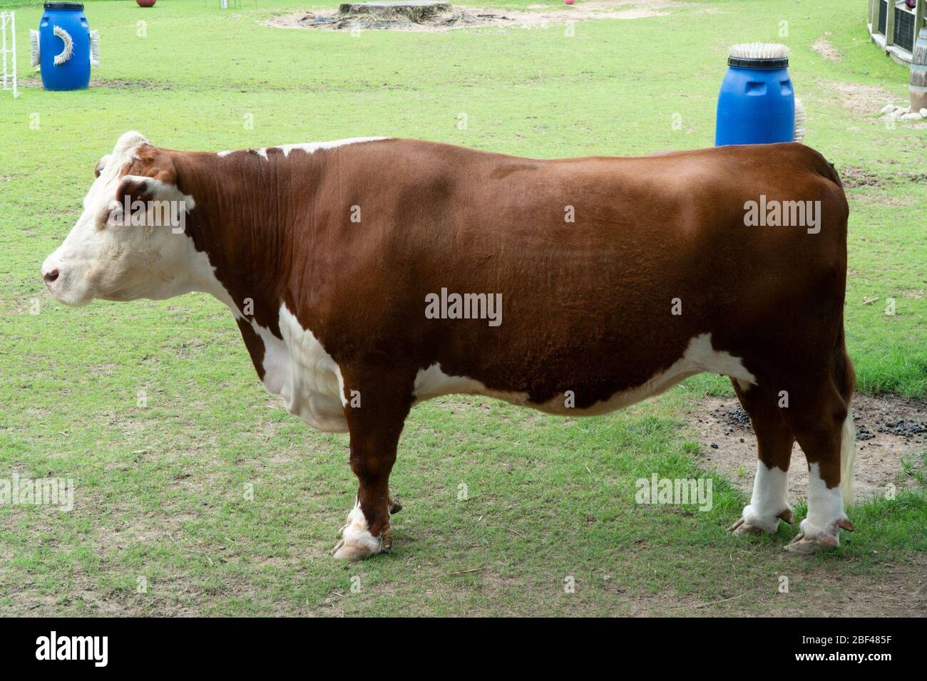 Even toed ungulate hi-res stock photography and images - Alamy