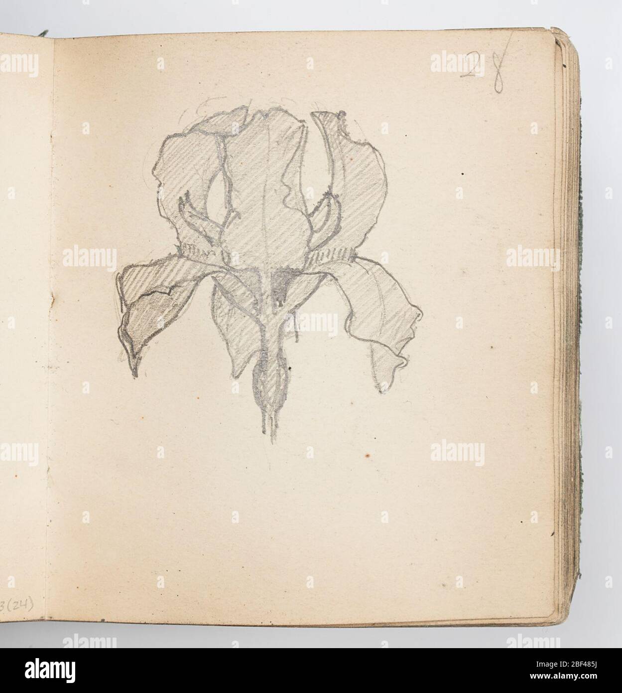 Sketchbook Page Iris. Recto: Sketch of the head of an iris, shown from ...