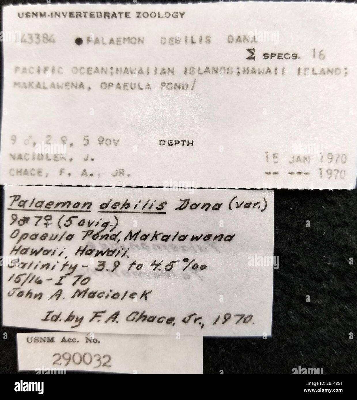 Palaemon Palaemon debilis. 6 Jul 201816 Stock Photo - Alamy