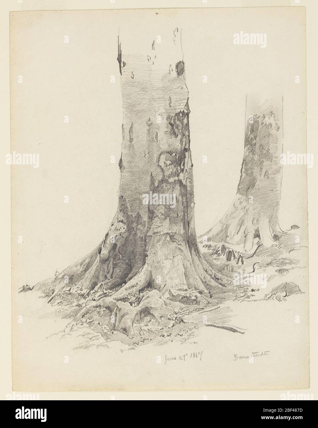 Tree Trunks Darmstadt. Sketch of two tree trunks with roots Stock Photo ...