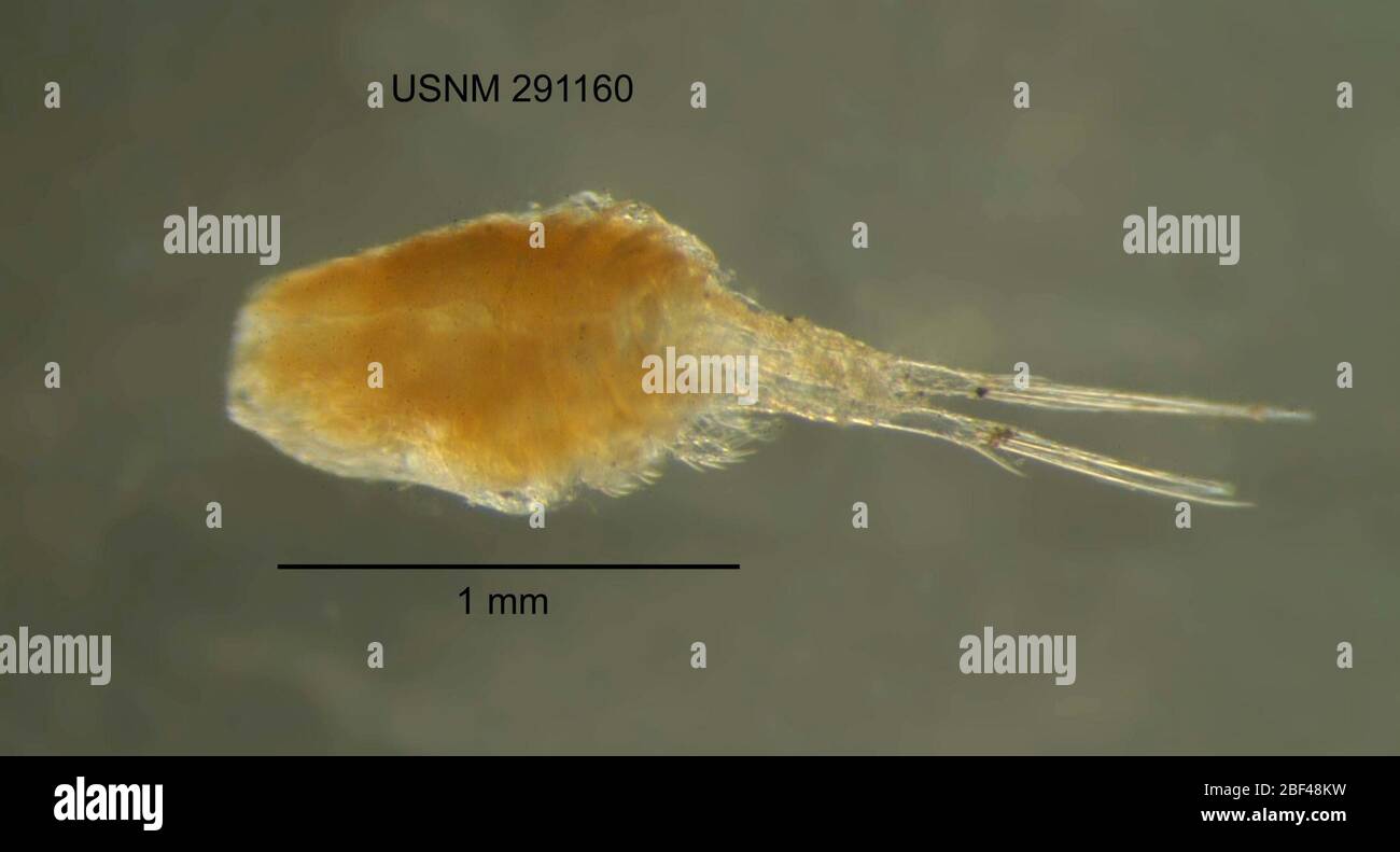 Cyclops crustacean hi-res stock photography and images - Alamy