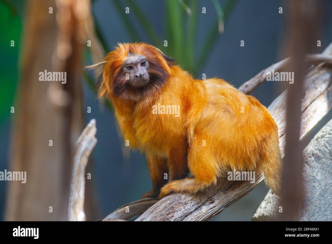 Golden Lion Tamarin. Small Mammal House,Golden Lion Tamarin,Izzy,Mo ...