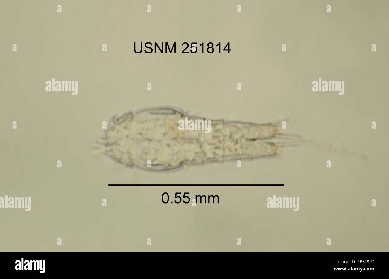 Macrocyclops albidus hi-res stock photography and images - Alamy