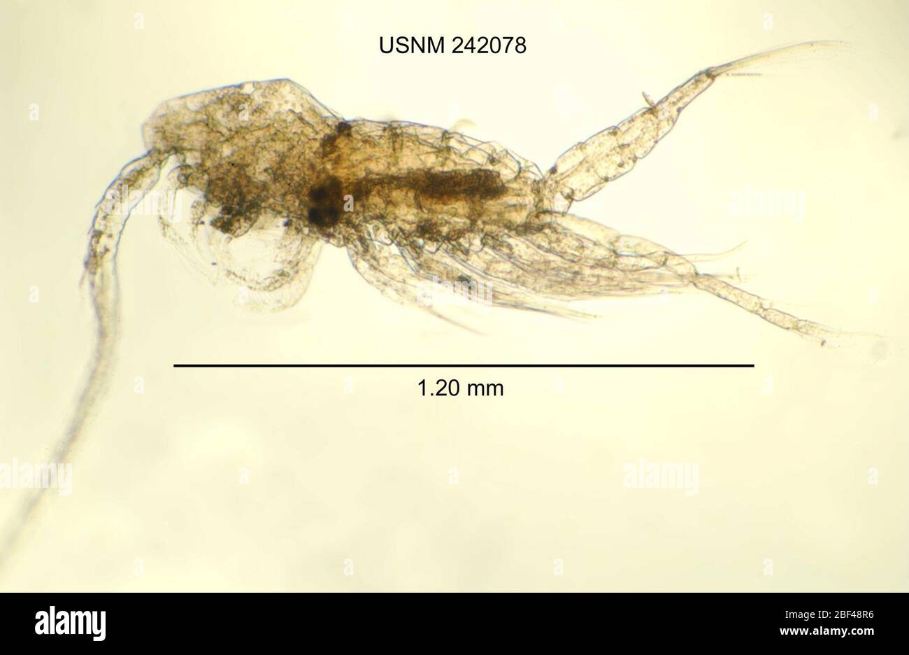 Copepod species hi-res stock photography and images - Alamy