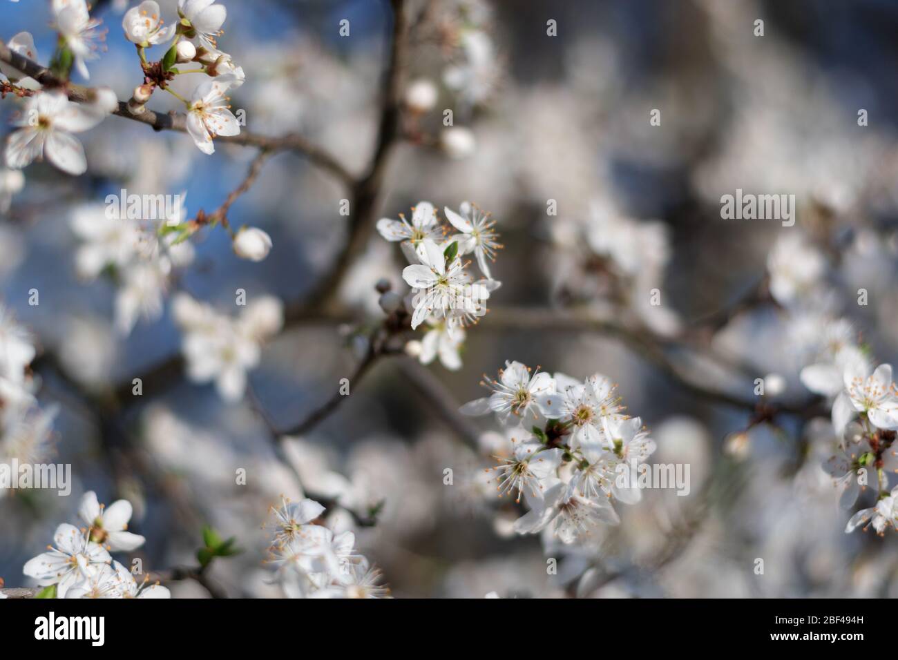 Spring flowers background. Small small flowers bloomed in spring Stock ...