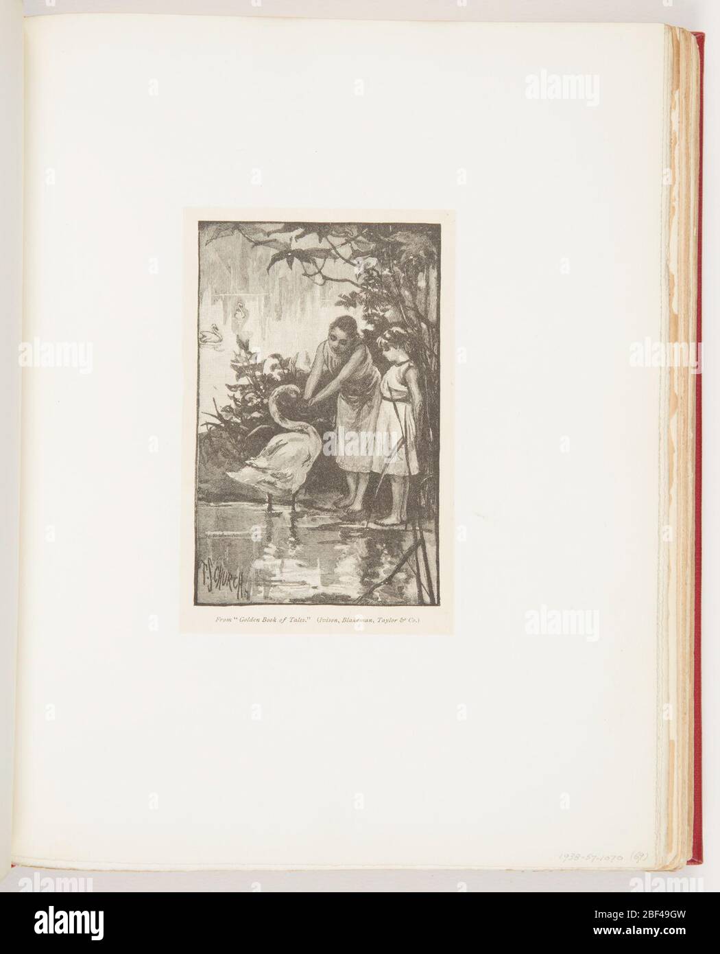 The Ugly Duckling. Left, profile of swan standing, facing, right eating ...