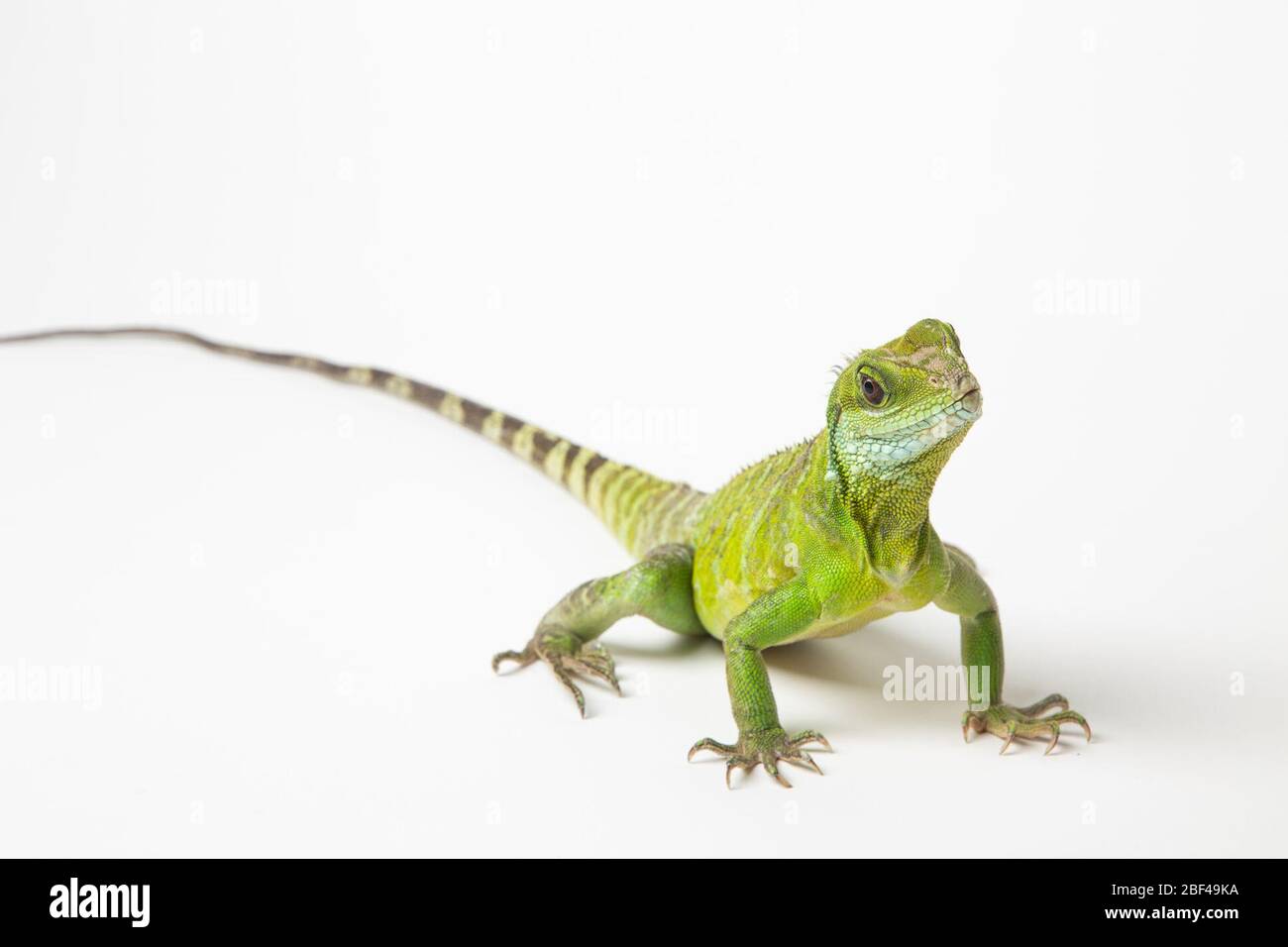 Squamata Species