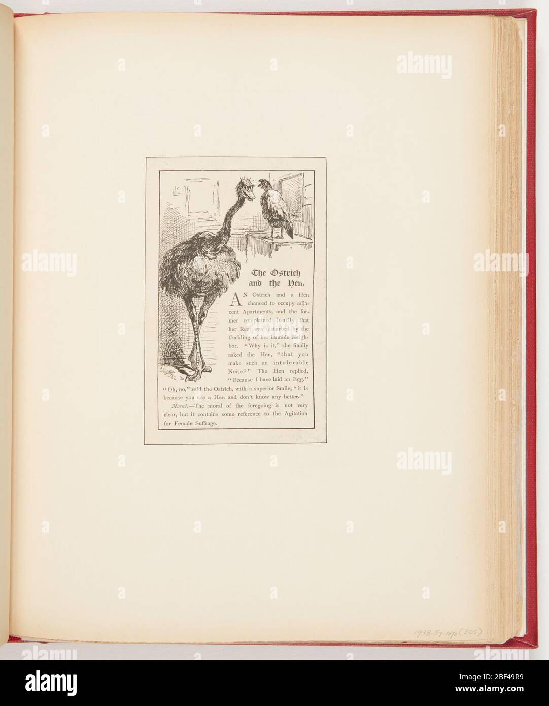 Ostrich facing frontally hi-res stock photography and images - Alamy