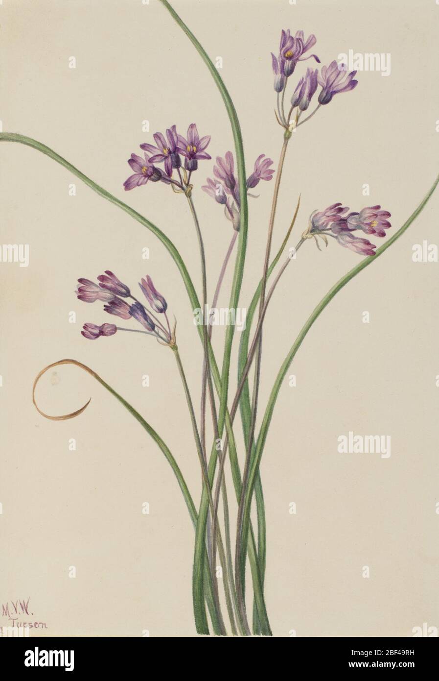 Wild Hyacinth Brodiaea pulchella Stock Photo - Alamy